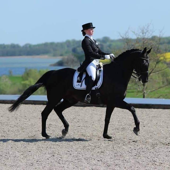 Hest i ridning | Touch Horses